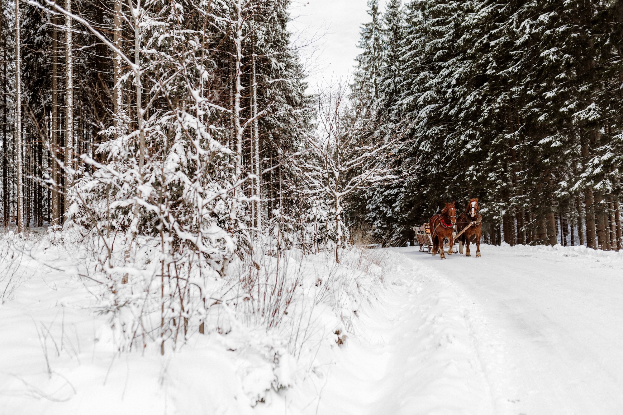 How To Survive A Polish Winter